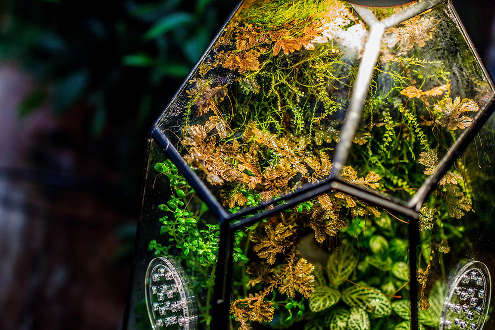 Selaginella uncinata (Peacock Moss)