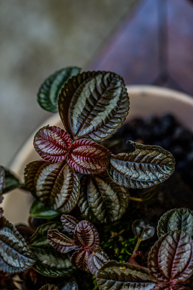 Pilea spruceana, and Pilea Involucrata friendship plants