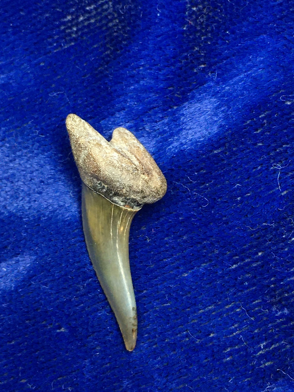Xiphodolamia ensis England | On Point Fossils