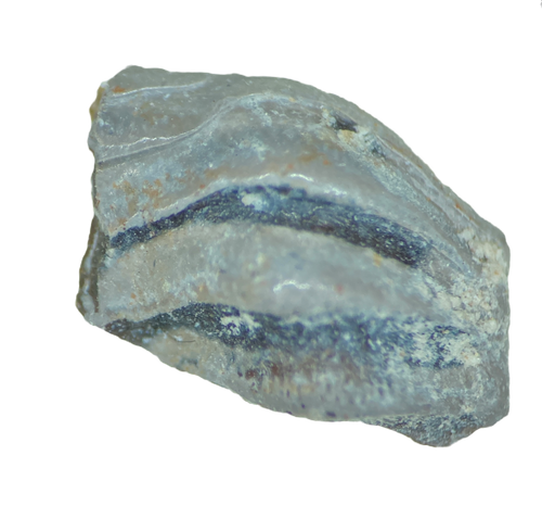 Poecilodus jonesi Russia | On Point Fossils