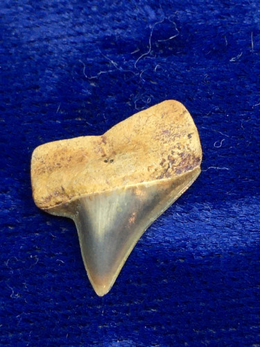 Xiphodolamia ensis England | On Point Fossils