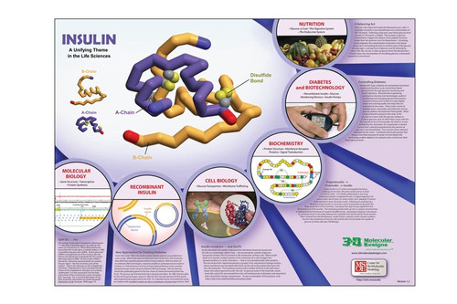 Insulin Poster© | Carolina Singapore