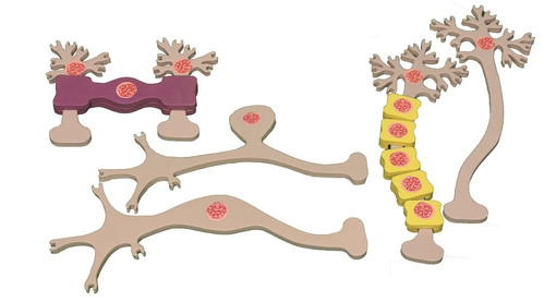 Neuron Modeling Kit© | Carolina Singapore