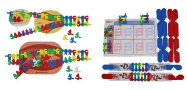 Chromosome and Nucleotide Combo Student Modeling Pack | Carolina Singapore