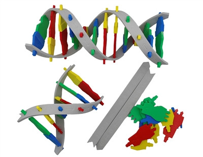Double Helix Student Modeling Pack | Carolina Singapore
