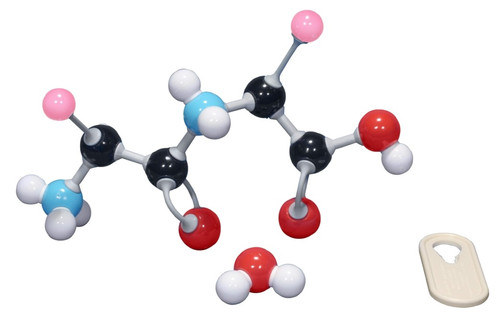 Amino Acid Building Block Models | Carolina Singapore