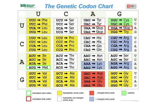 Genetic Codon Chart© | Carolina Singapore