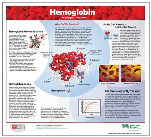 Hemoglobin Poster© | Carolina Singapore
