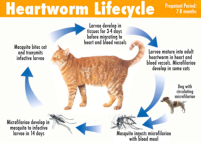 Your Cat & Heartworms