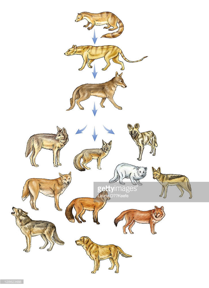 The lineage of the domestic dog
