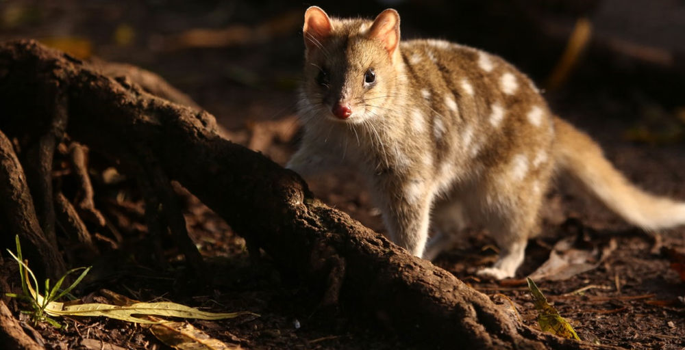 Marsupial cats of Australia