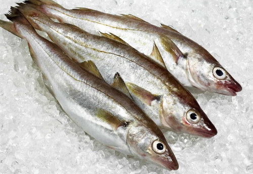 Whiting Fish (Badejo/ Merlan Pequeno) | Open Sea Fish Market