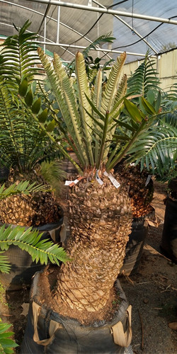 E.NATALENSIS | Cycad mad