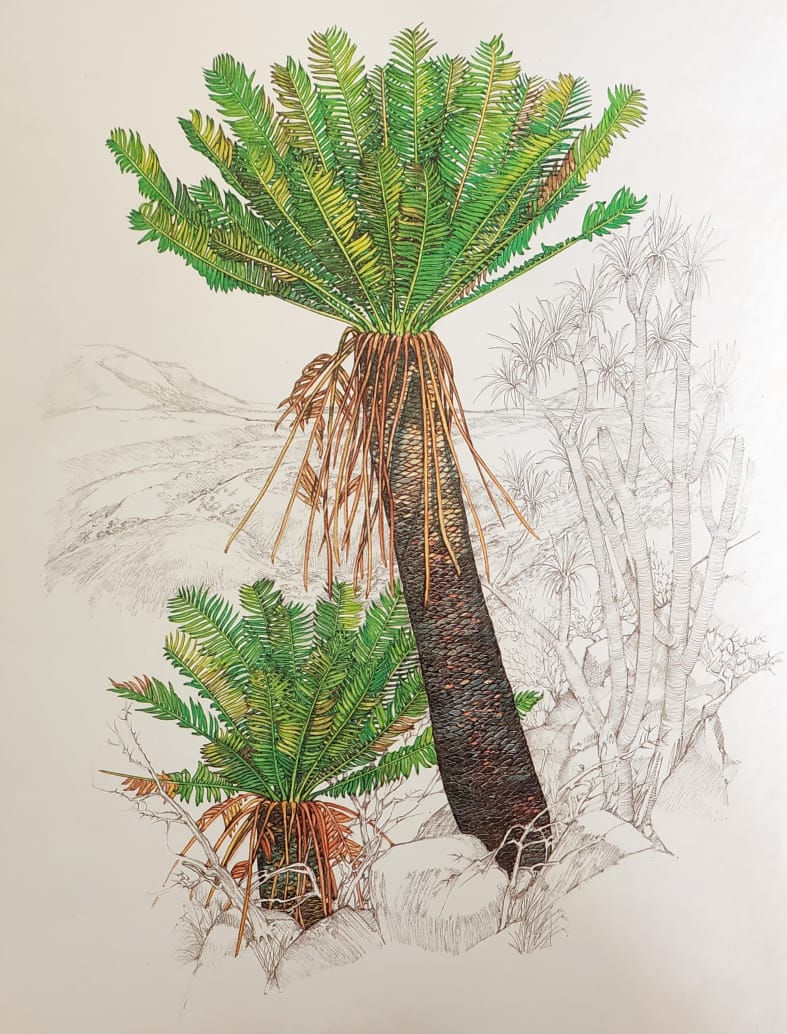 Buy High-Quality Cycads at CycadMad Nursery - Wide Variety Available