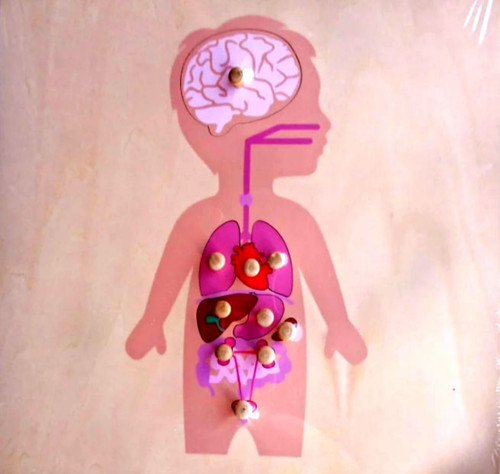 Human body organs puzzle | Montessoriteachermom