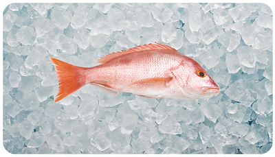 Redfish | North Atlantic Pacif