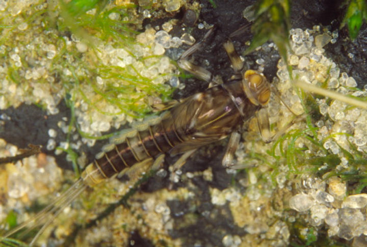Insect Highlight: Ephemeroptera - Mayflies