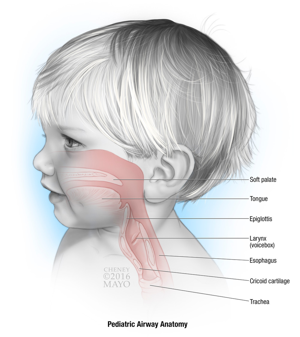 Medical/Scientific Art | Cheney BioMedArt