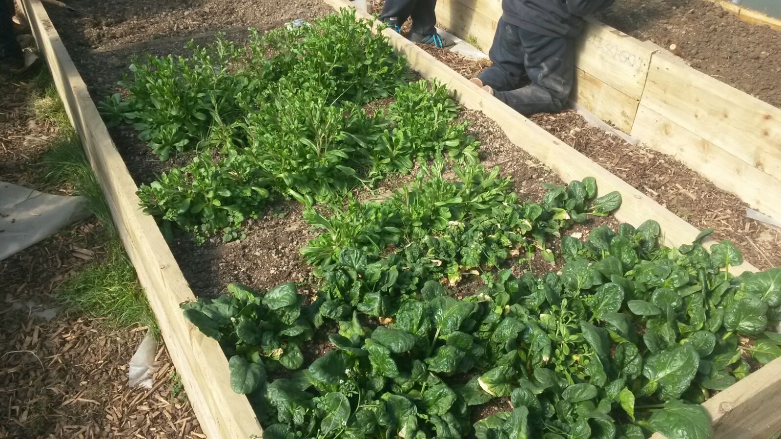 Our school vegetable patch | Bornacoola National School - Scoil Mhuire