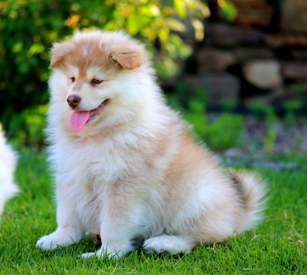 The Orical Worming Protocol