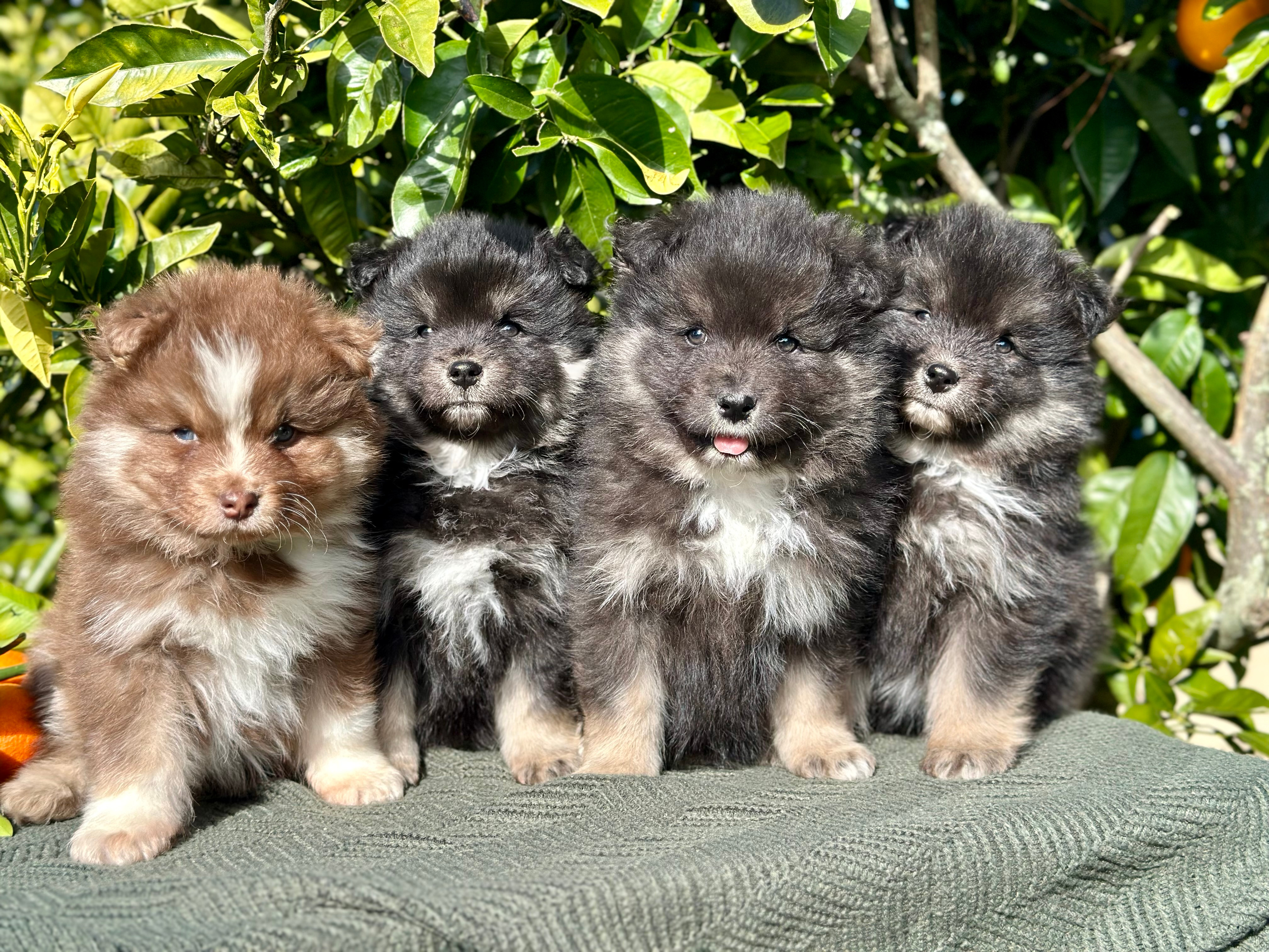 Harper Litter | Orical Kennels