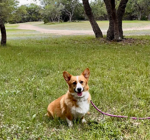 Sires and Dams | McCall Creek Corgis