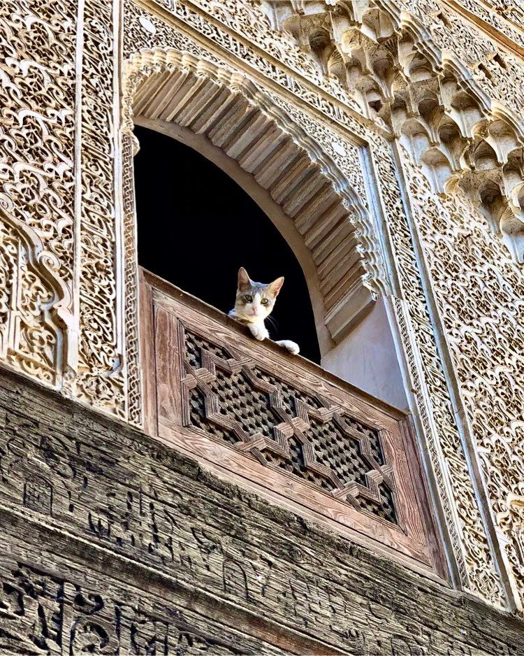 Cats in Morocco