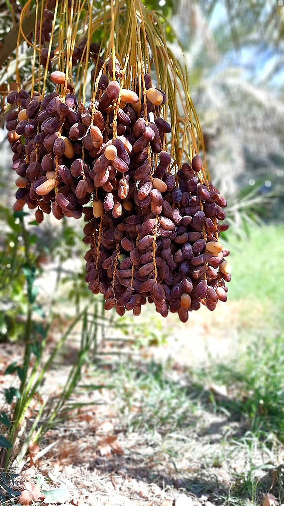 dates ramadan