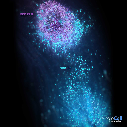 THE WORK | Scientific Animation & Illustration | SingleCell Animation