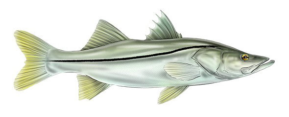 Tudo sobre o Robalo Peva e Flecha