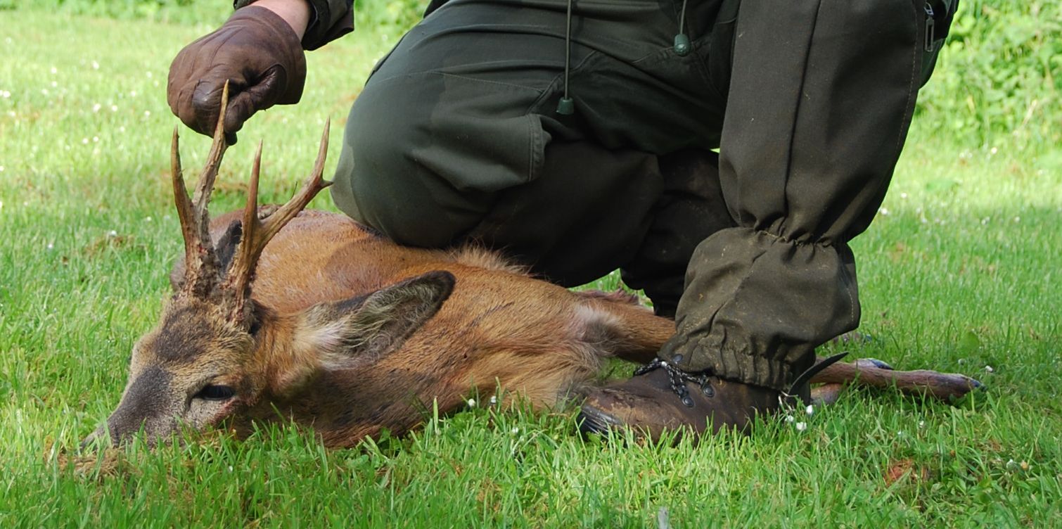 Roe deer Stalking | Scotland & England | Bbr Sporting