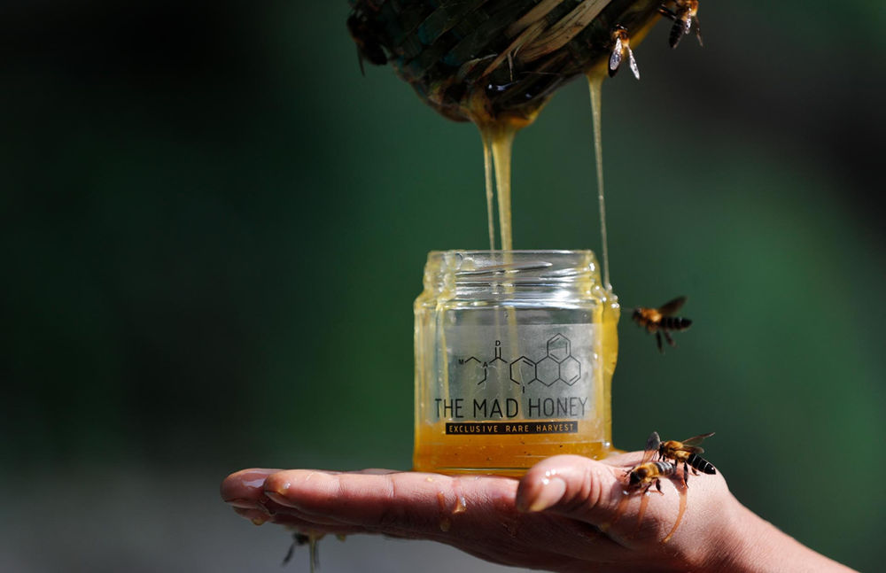 Smart as can Bee: Discover how honey bee hives function and why our Mad ...