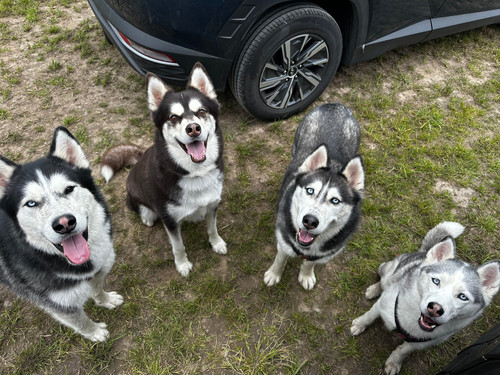 Up to 4 dogs | Pawsnplay