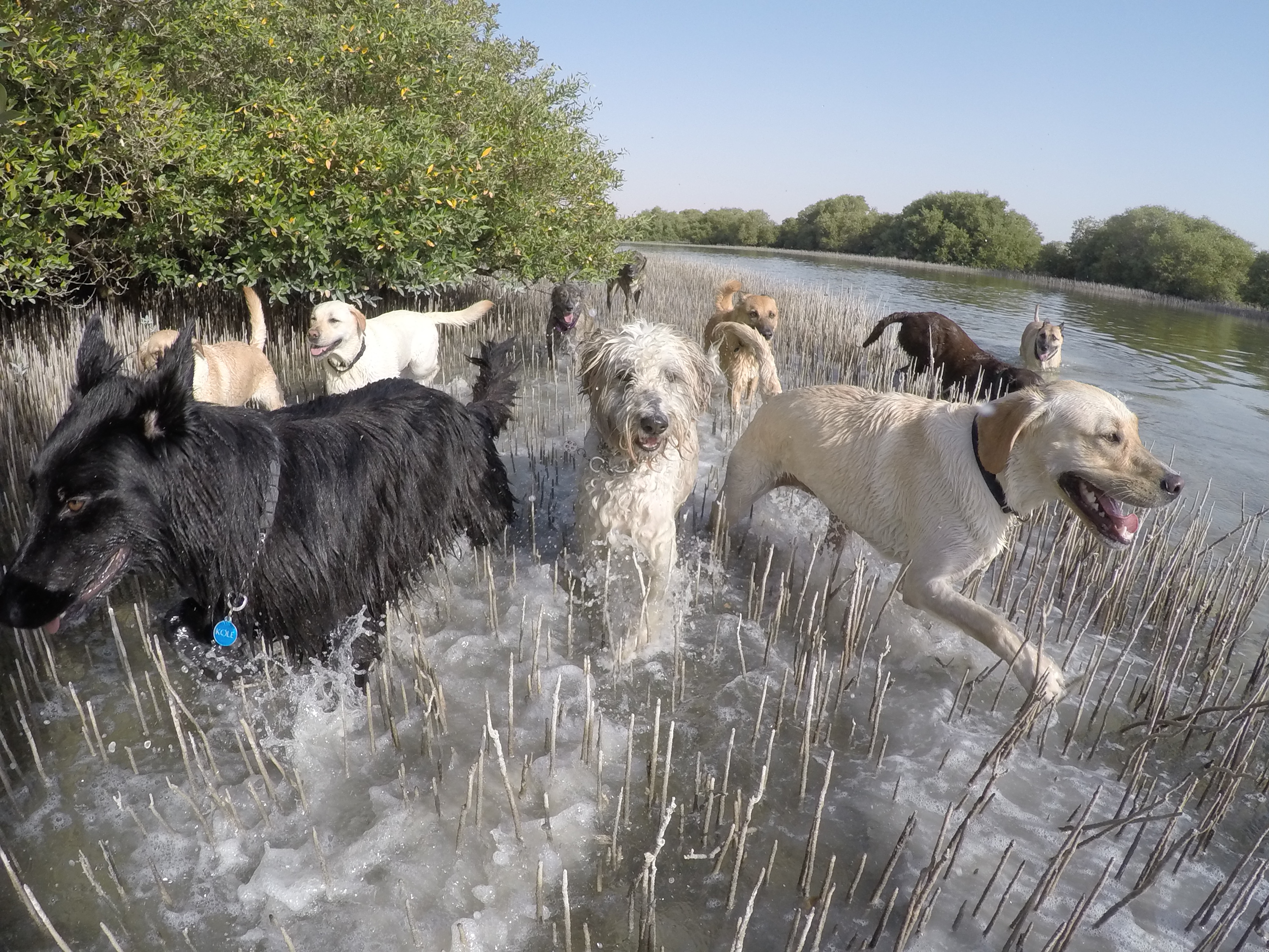 Ucluelet Dog Adventure Walks and Dog Training