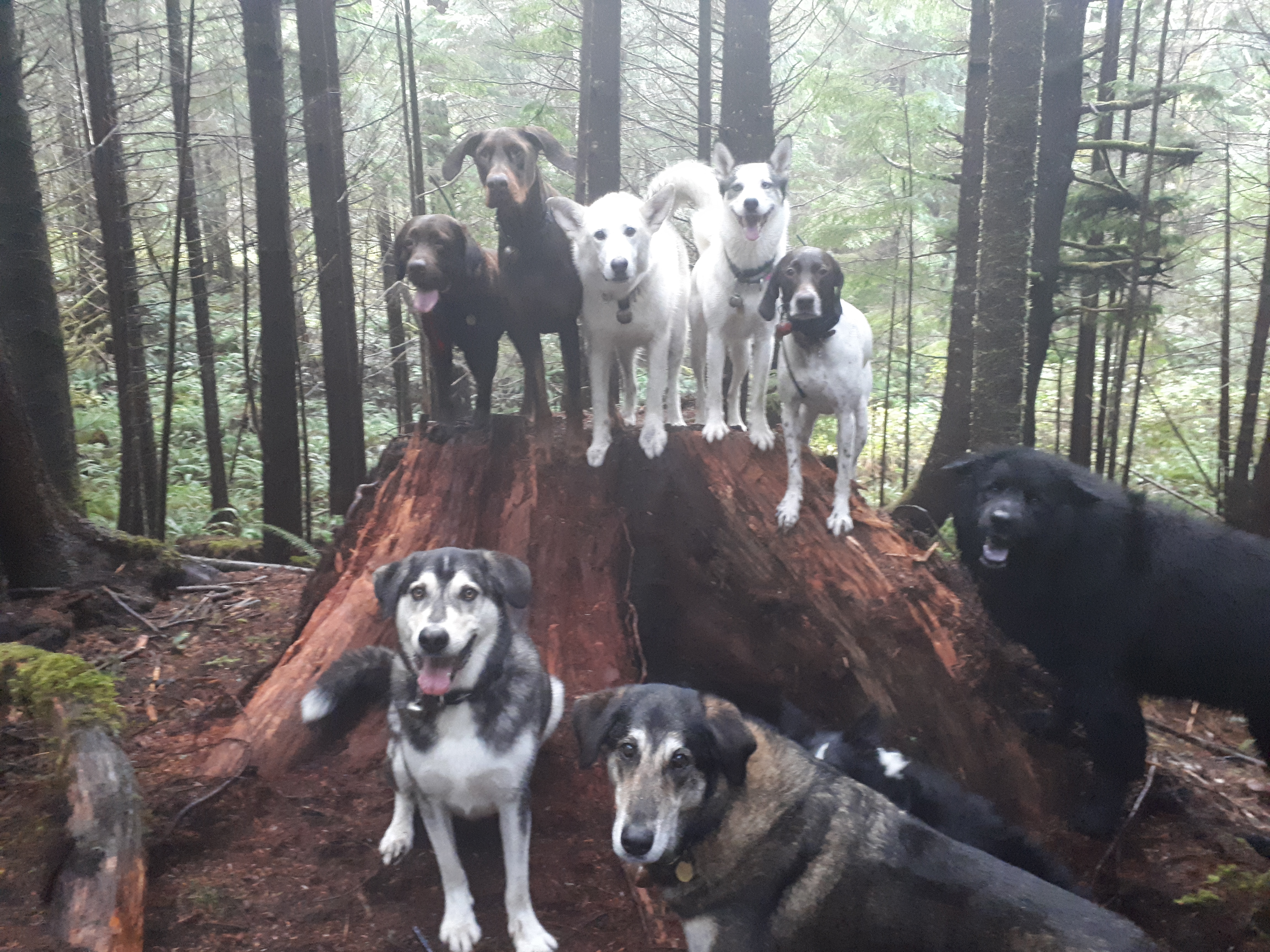Ucluelet Dog Adventure Walks and Dog Training
