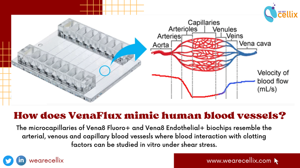 Cellix's VenaFlux Solutions mimic human blood vessels