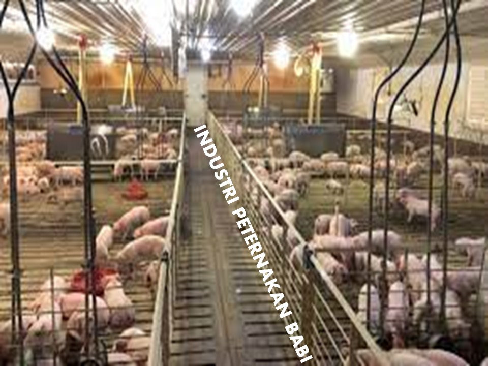 INDUSTRI PETERNAKAN BABI