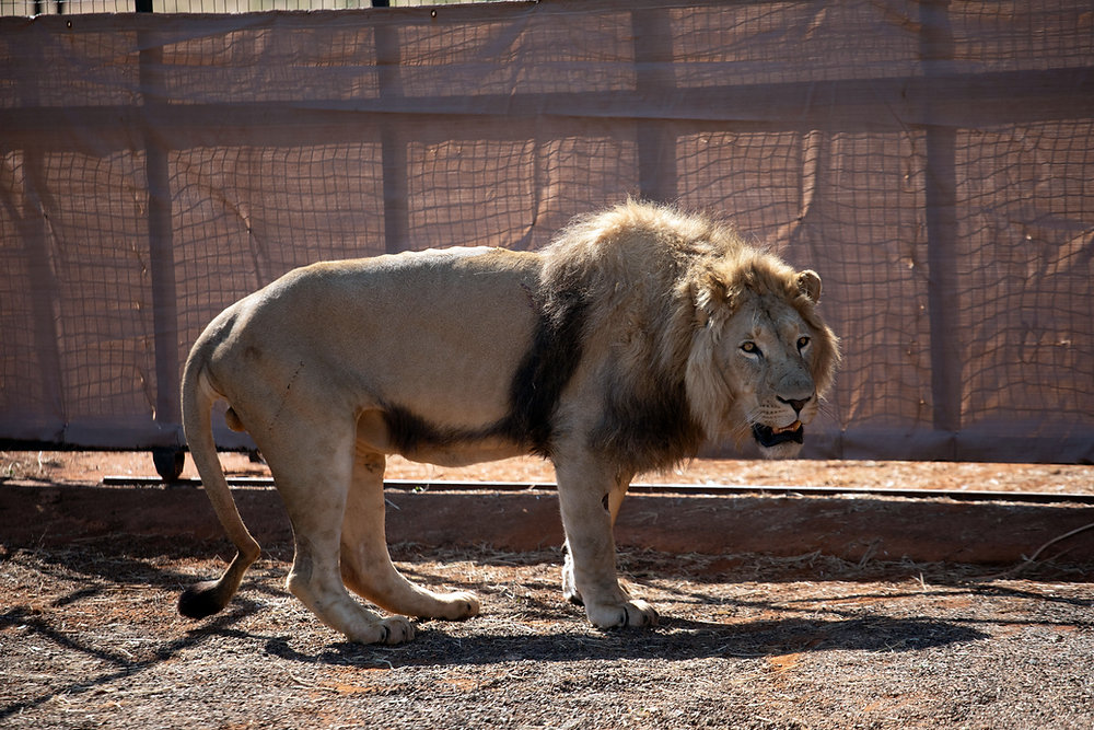 GEORGES — A Lion's Tale