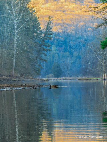 The Lonely Goose 8x10 | High On The Mountain