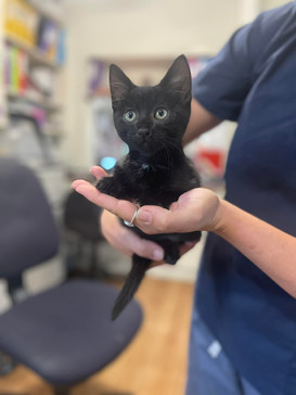 Veterinary Clinic | Piper Street Veterinary Clinic | Tamworth