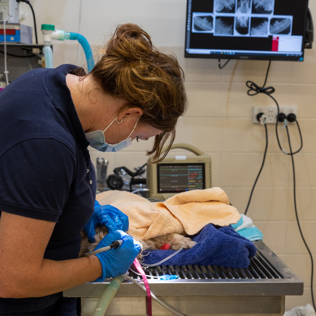 Our Services | Piper Street Veterinary Clinic | Tamworth