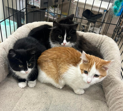 Veterinary Clinic | Piper Street Veterinary Clinic | Tamworth