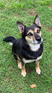 Veterinary Clinic | Piper Street Veterinary Clinic | Tamworth