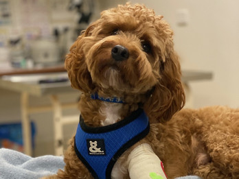 Veterinary Clinic | Piper Street Veterinary Clinic | Tamworth