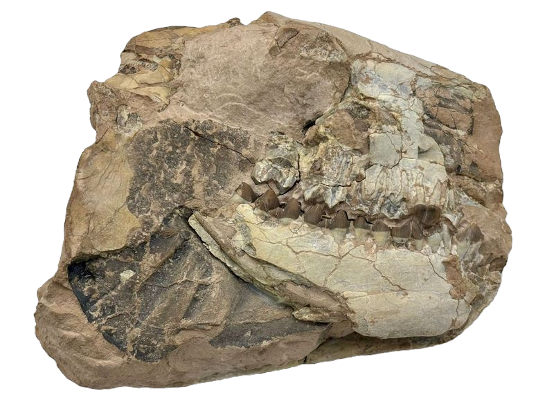 Fossilzed Skull of Oreodont | Haig's of Rochester
