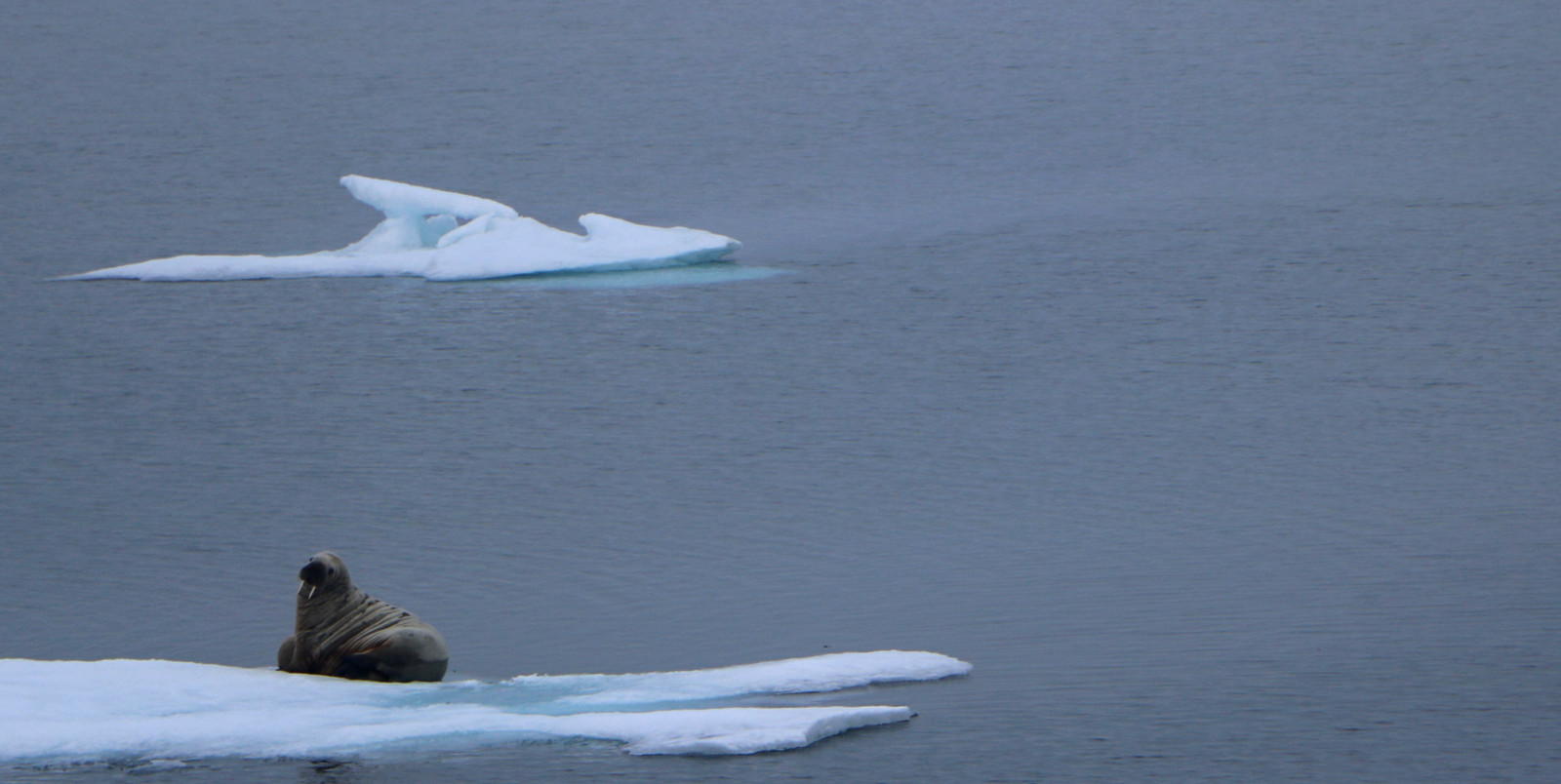 afarlowtroy-gtf | Davis Strait, Canadian Arctic
