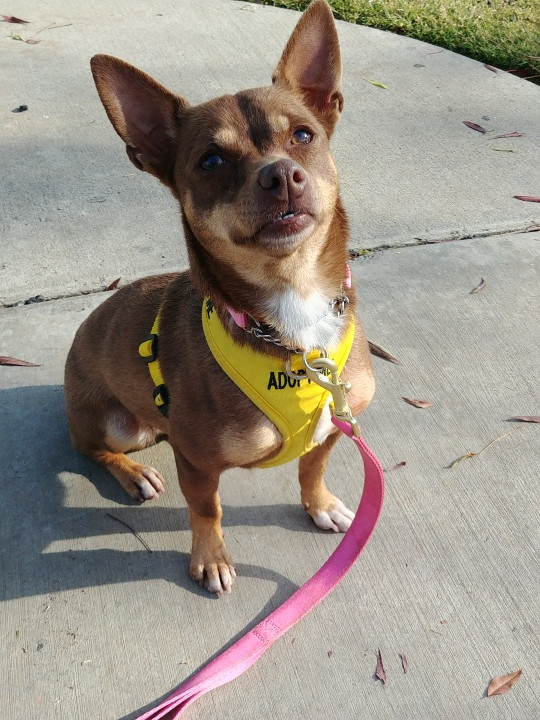 Valley Animal Haven | No-Kill Animal Rescue | Lemoore, CA