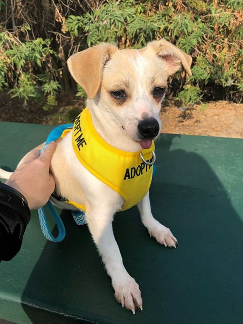 Valley Animal Haven | No-Kill Animal Rescue | Lemoore, CA