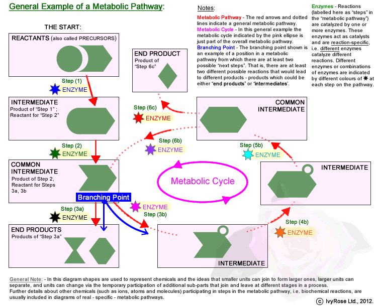 Metabolic Pathways | metabolic-pathways-2