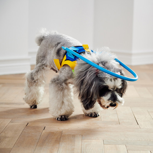 Cane, blind dogs harness | Okey Doggy